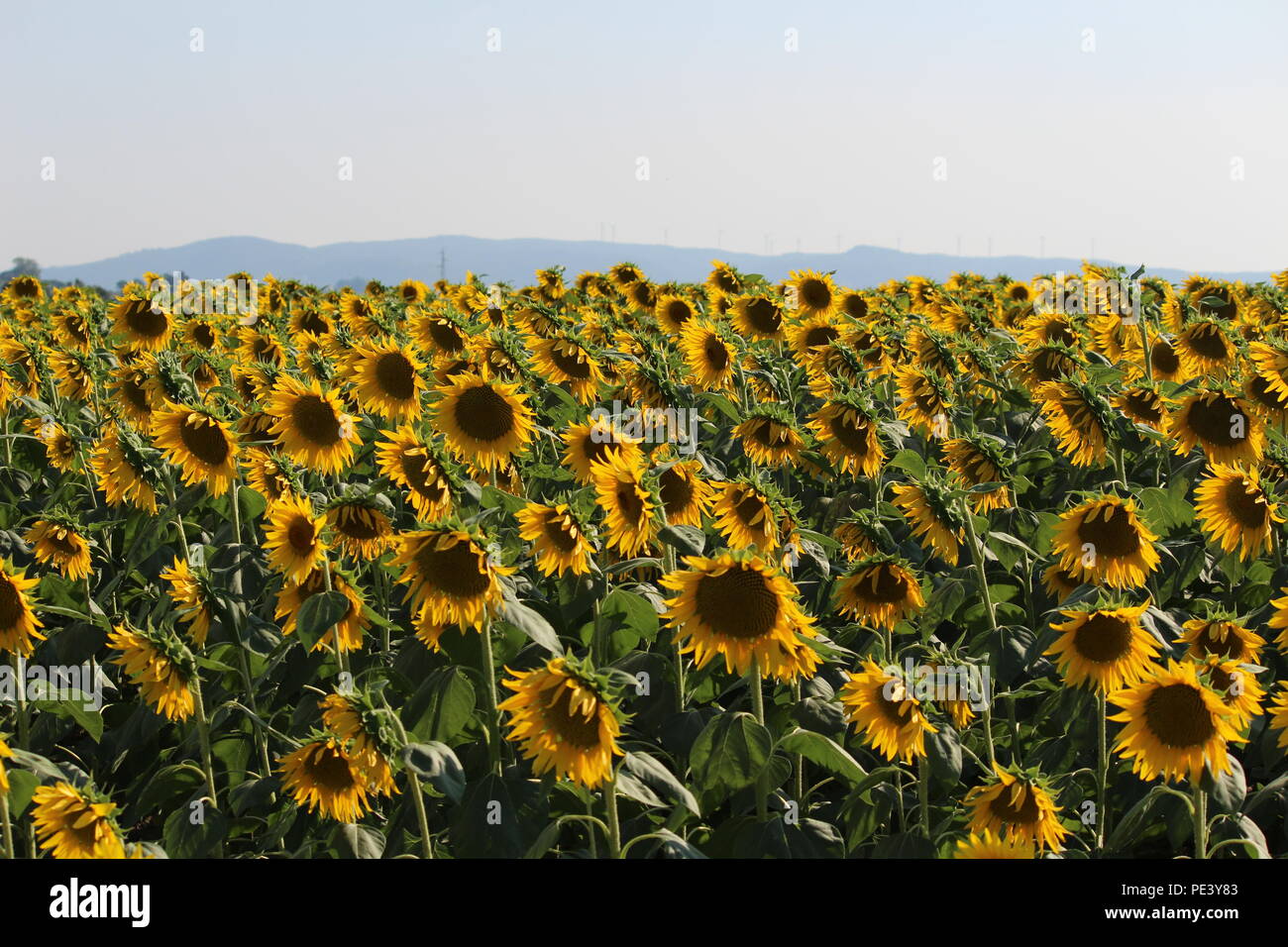 Tuscany countryside sunflowers hi-res stock photography and images - Alamy