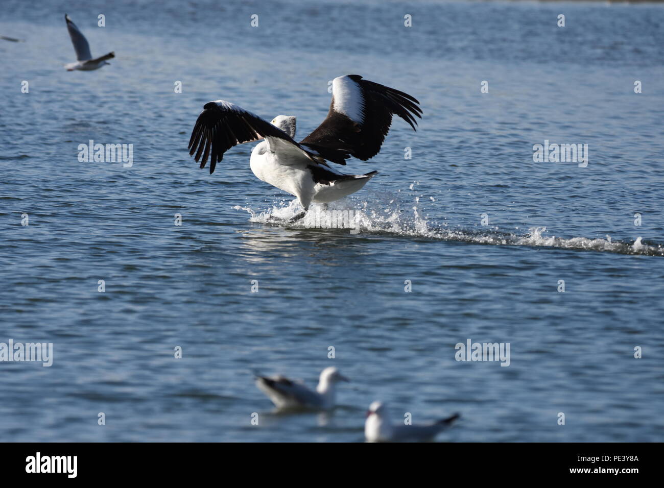 Wildlife Natural clicks no edit Stock Photo - Alamy