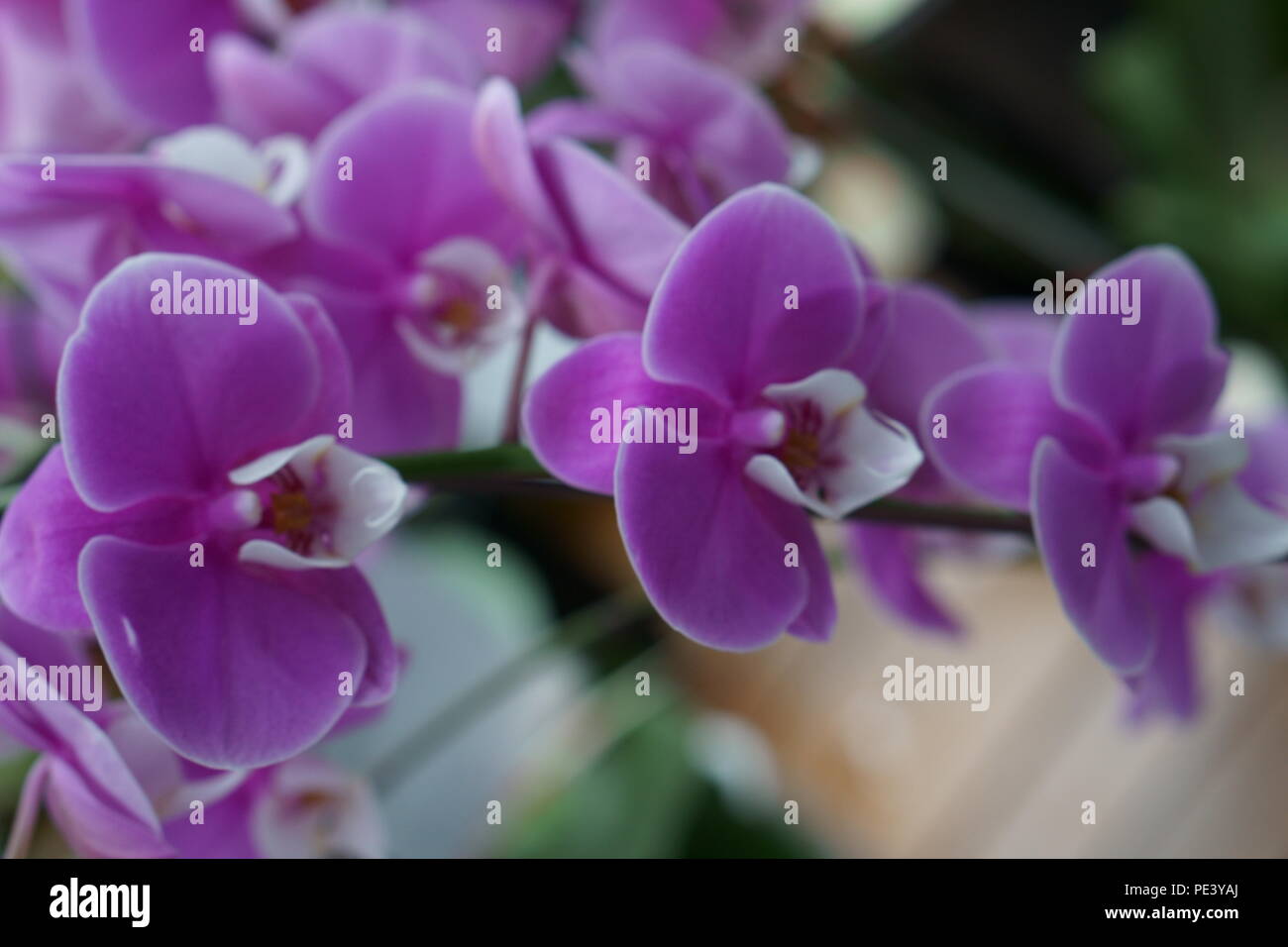 Violet orchids flower hi-res stock photography and images - Alamy