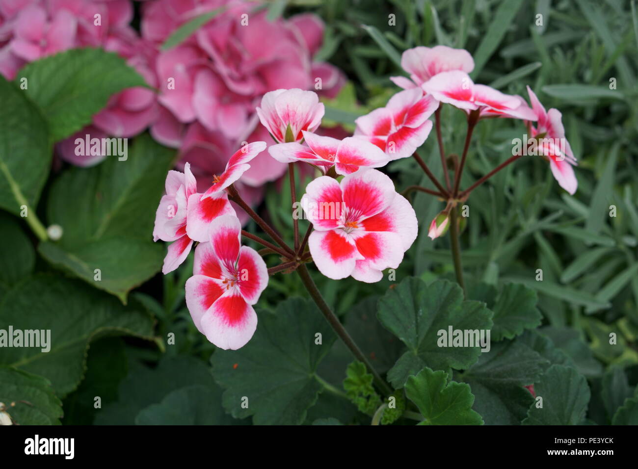Multi colored flowers hi-res stock photography and images - Alamy