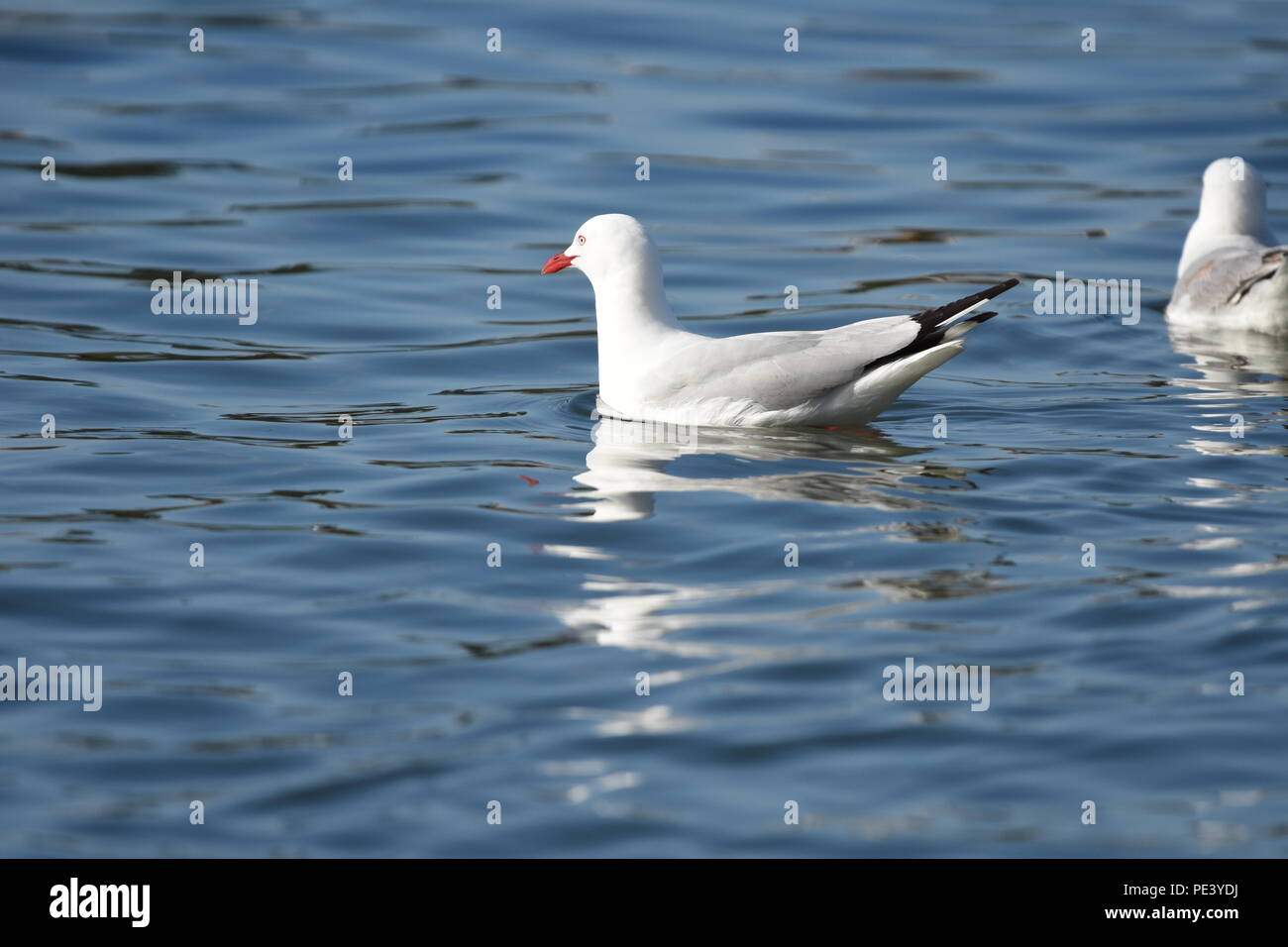 Wildlife Natural clicks no edit Stock Photo - Alamy