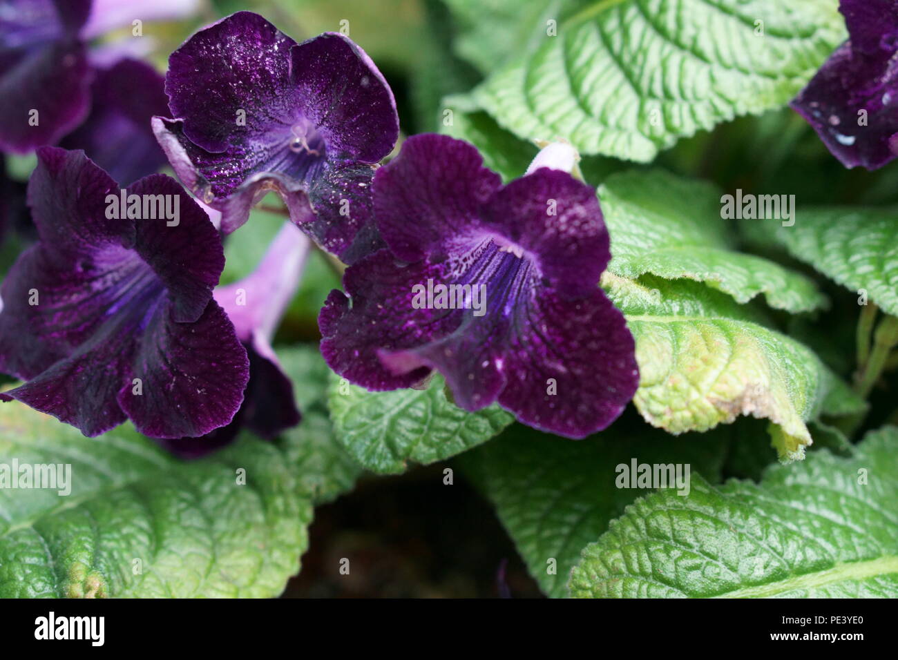 Streptocarpus 'Cape primrose' - Dark purple colored Stock Photo - Alamy
