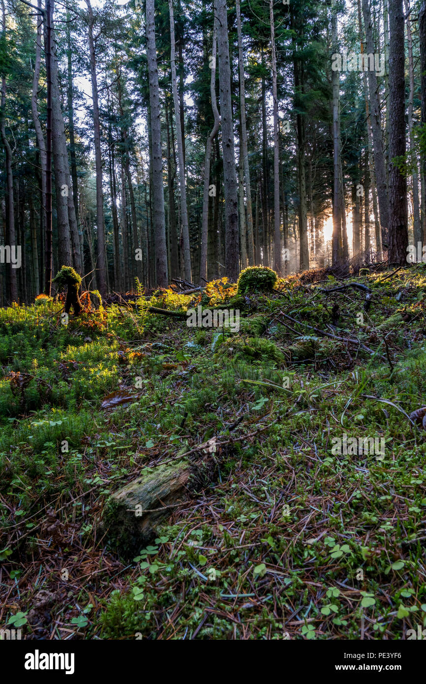 Sun shines through pine tree hi-res stock photography and images - Alamy