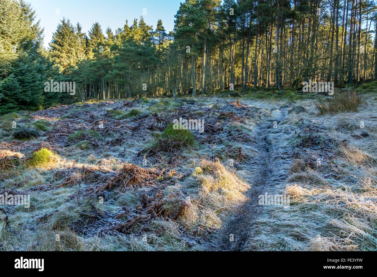 Frosty path through Blacktop Wood, Aberdeenshire Stock Photo - Alamy