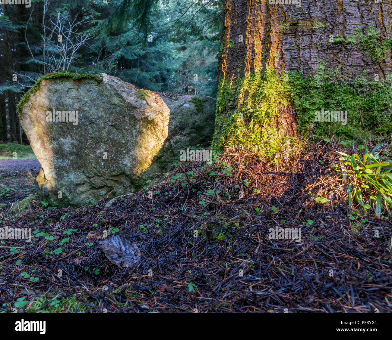 Stone pine tree trunk hi-res stock photography and images - Alamy