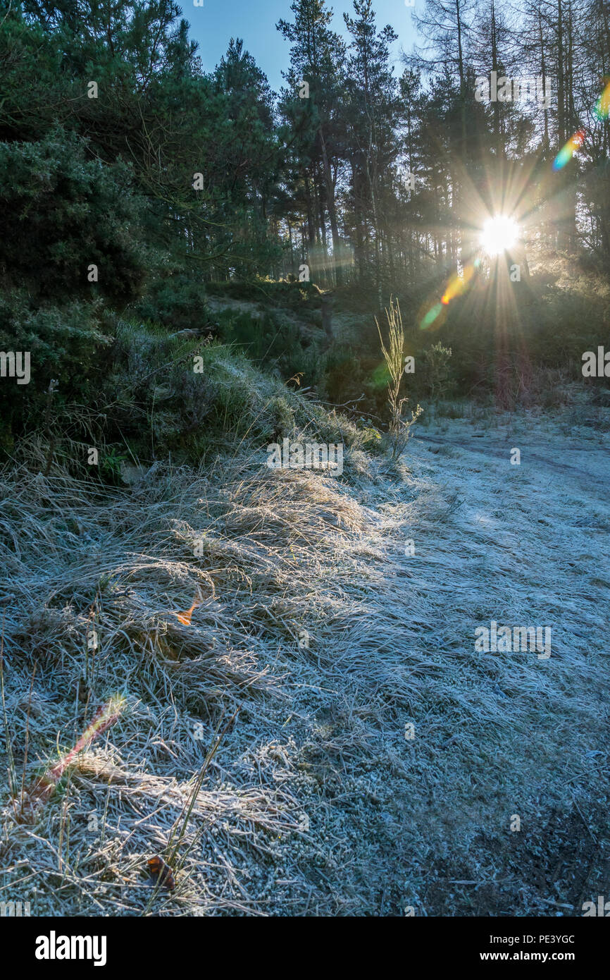 Sun glare through wood hi-res stock photography and images - Alamy