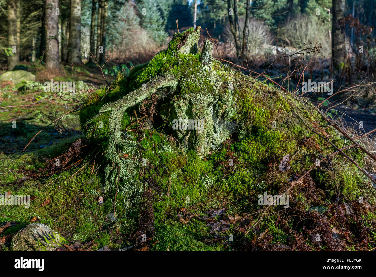 Lichen trees uk hi-res stock photography and images - Alamy