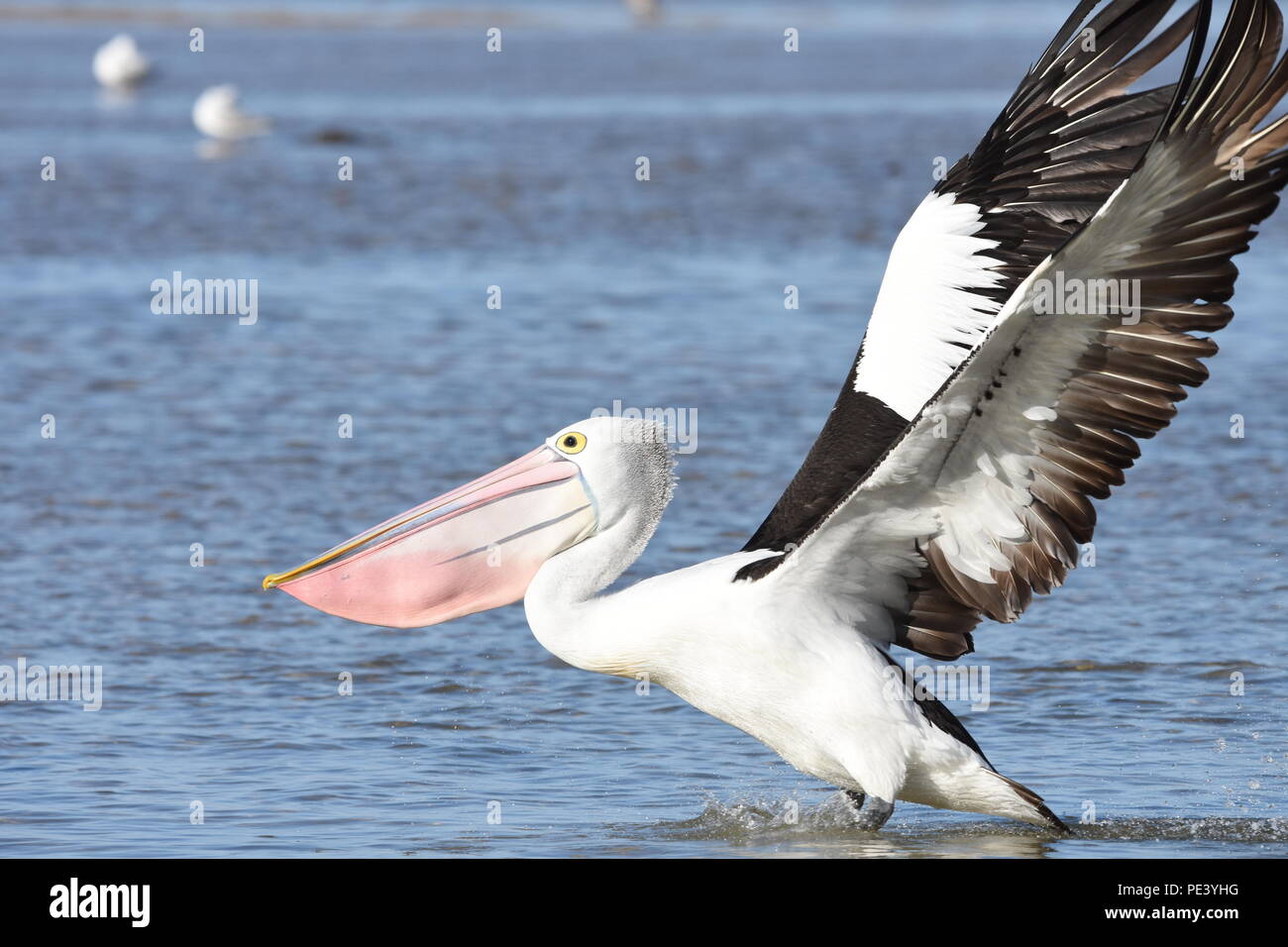 Wildlife Natural clicks no edit Stock Photo - Alamy