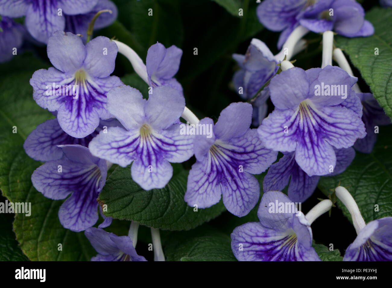 Streptocarpus bethan Cape Primrose Stock Photo - Alamy