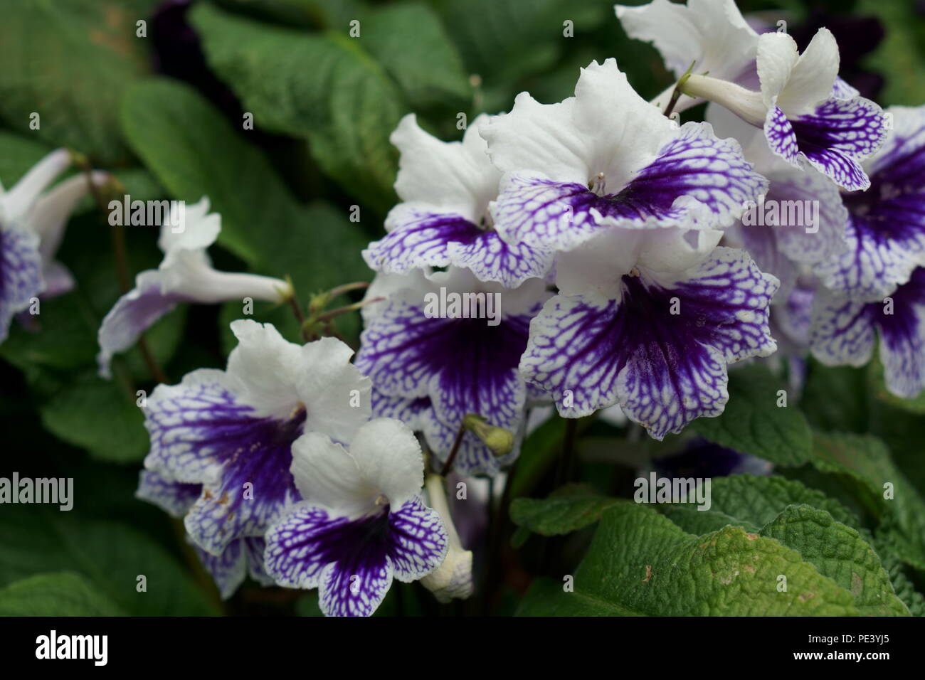 Streptocarpus High Resolution Stock Photography and Images - Alamy