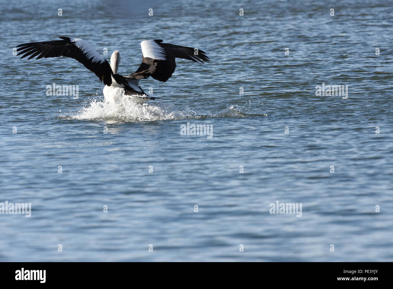 Wildlife Natural clicks no edit Stock Photo - Alamy