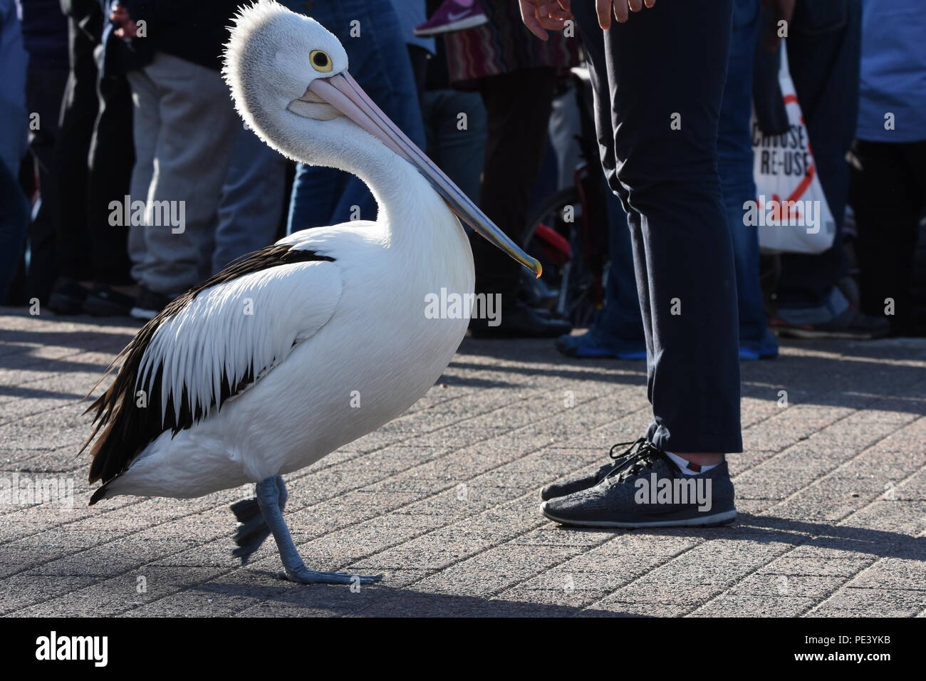 Birds are sining hi-res stock photography and images - Alamy