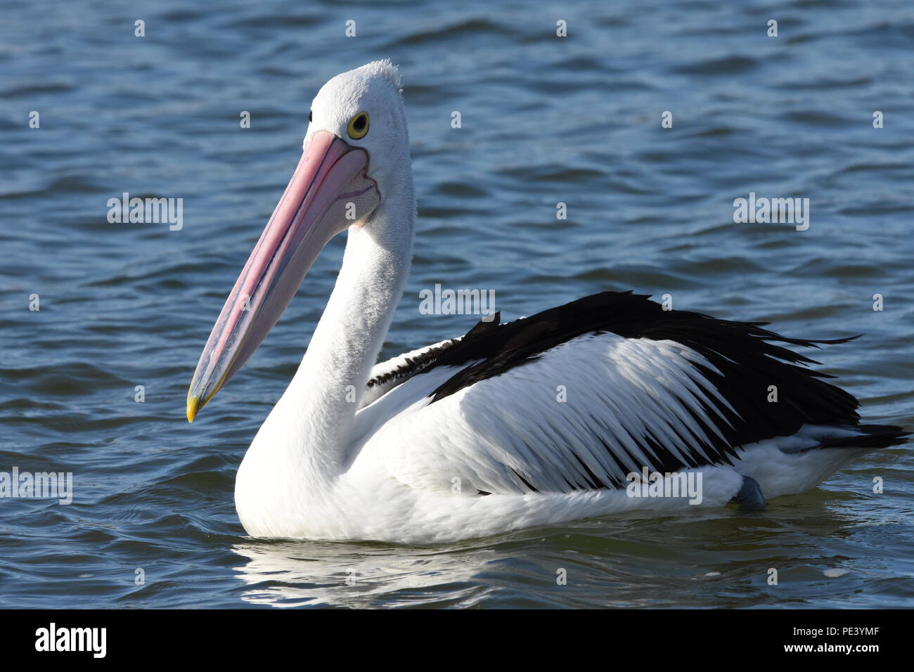 Wildlife Natural clicks no edit Stock Photo - Alamy