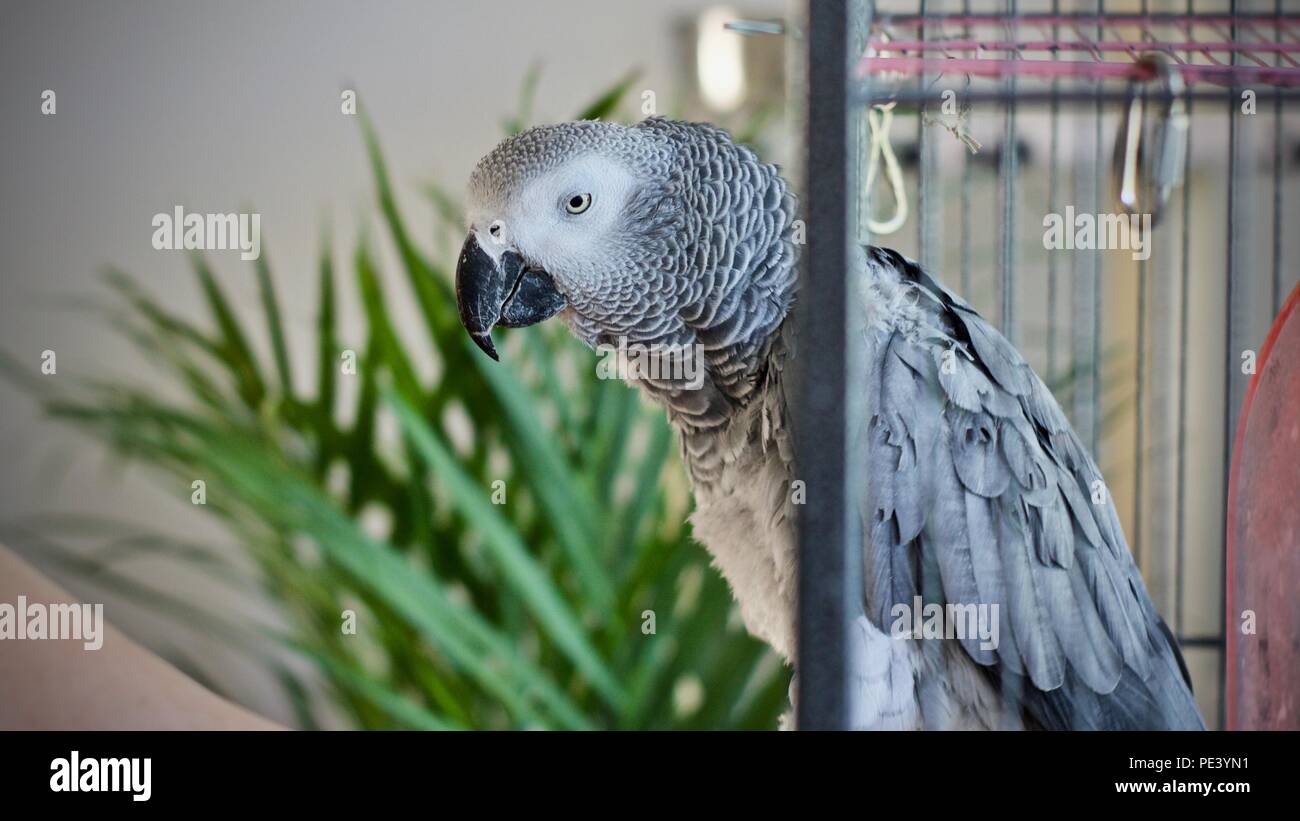 Parrot at home hi-res stock photography and images - Alamy