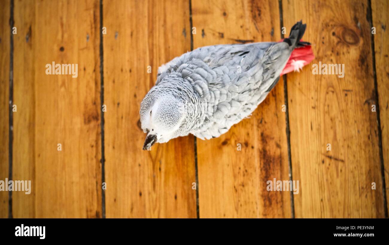 Parrot at home hi-res stock photography and images - Alamy