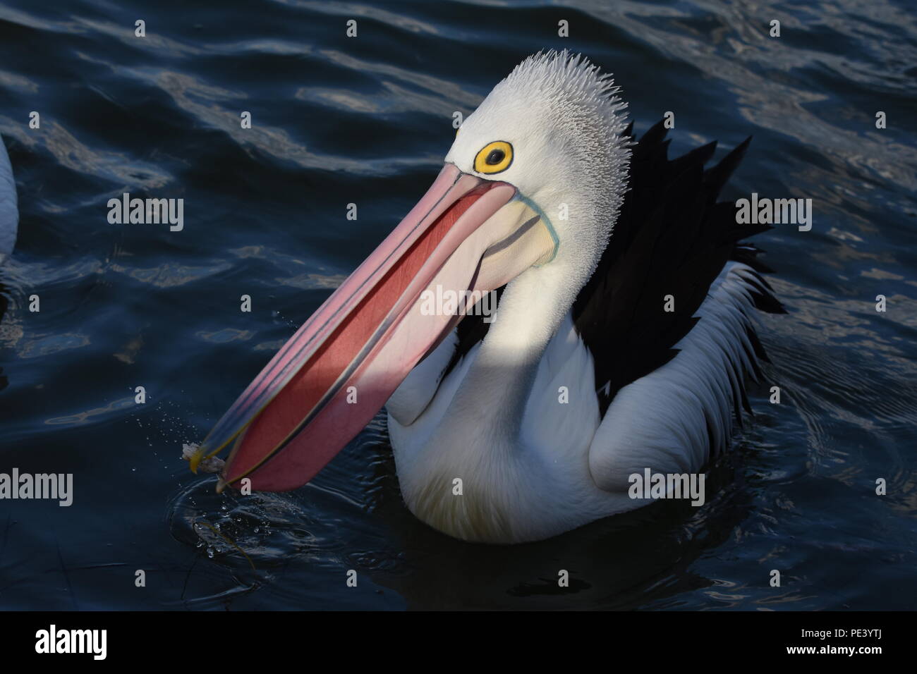 Wildlife Natural clicks no edit Stock Photo - Alamy