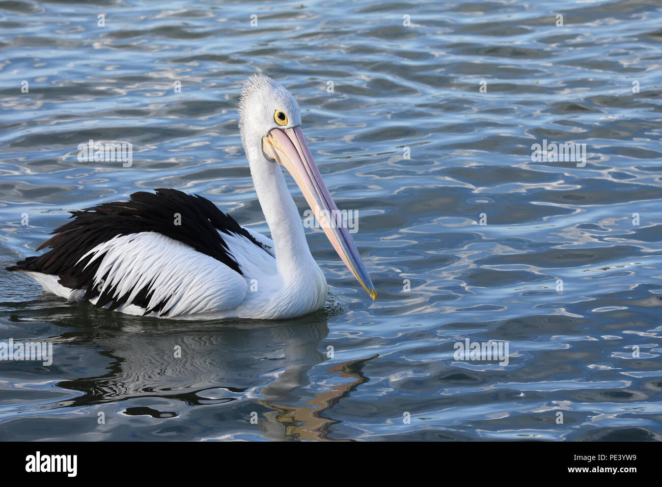Wildlife Natural clicks no edit Stock Photo - Alamy