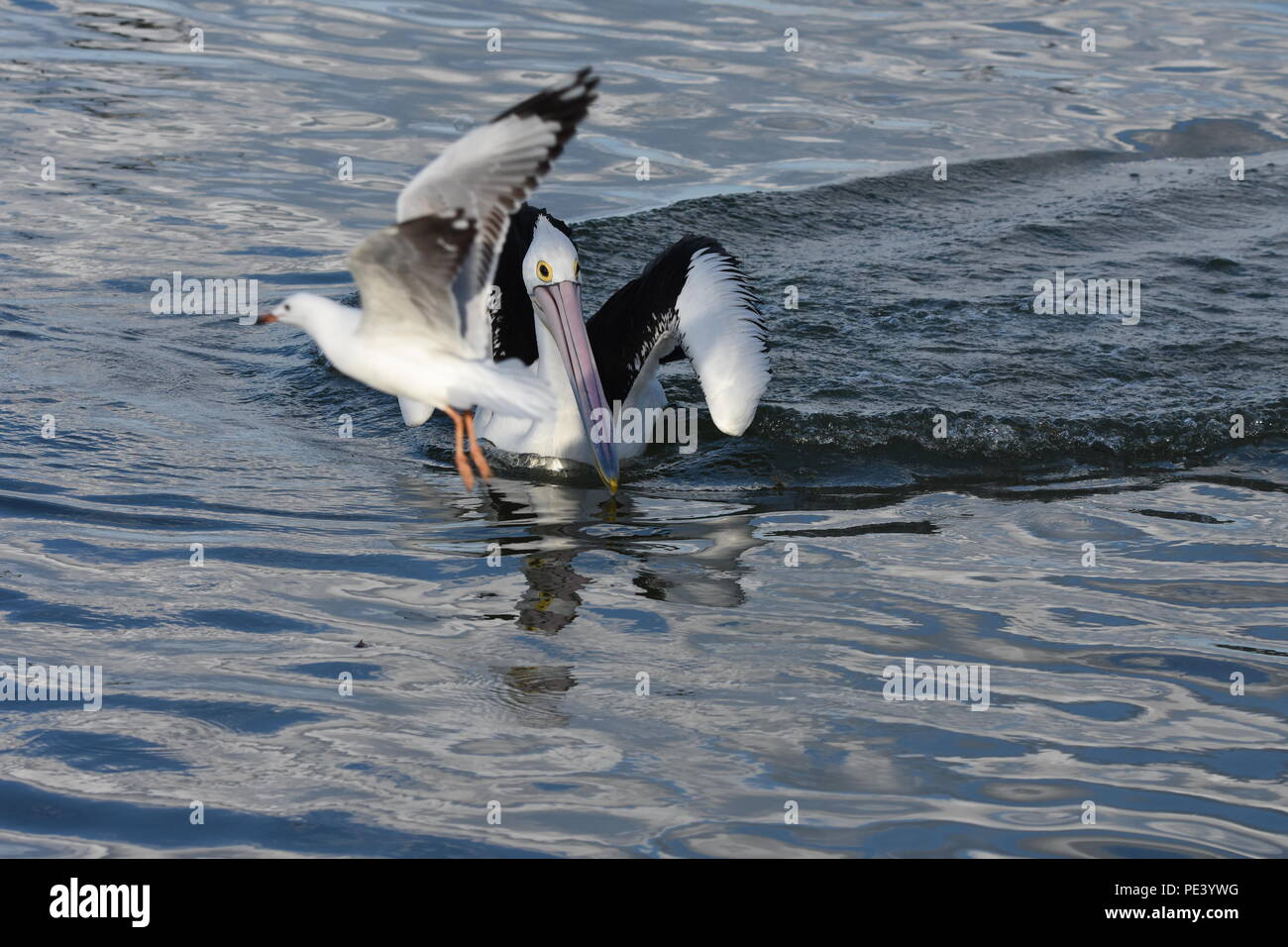 Wildlife Natural clicks no edit Stock Photo - Alamy