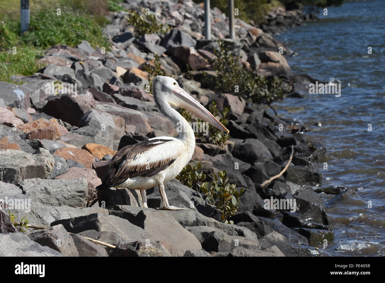 Wildlife Natural clicks no edit Stock Photo - Alamy