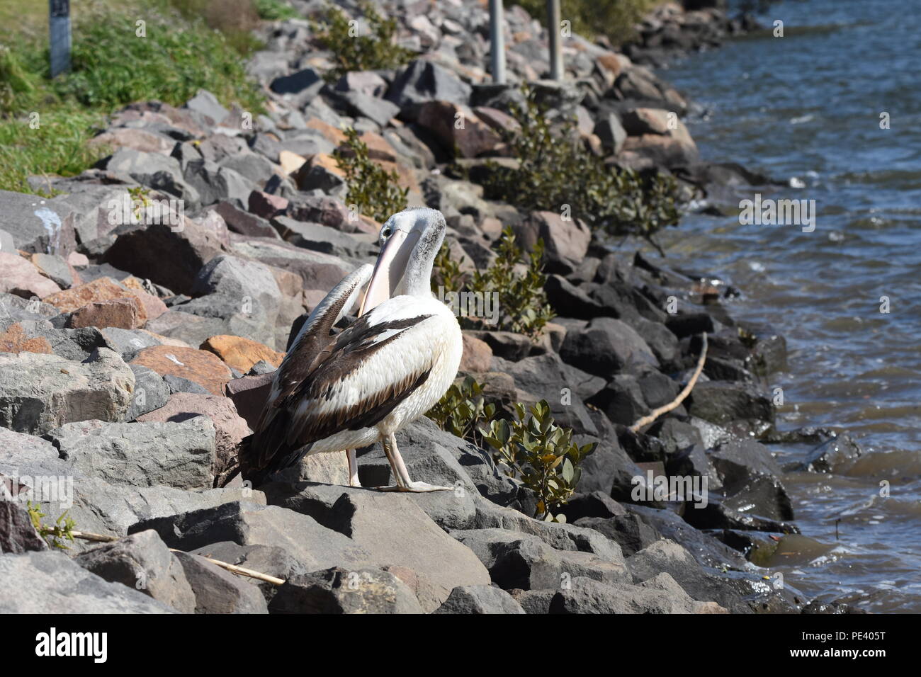 Wildlife Natural clicks no edit Stock Photo - Alamy