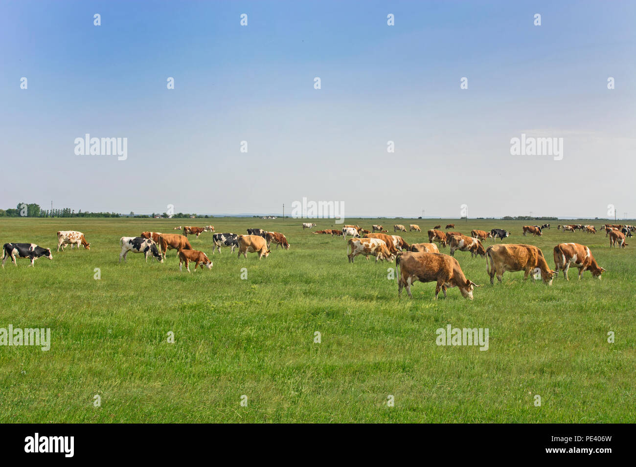Grass with cow hi-res stock photography and images - Alamy