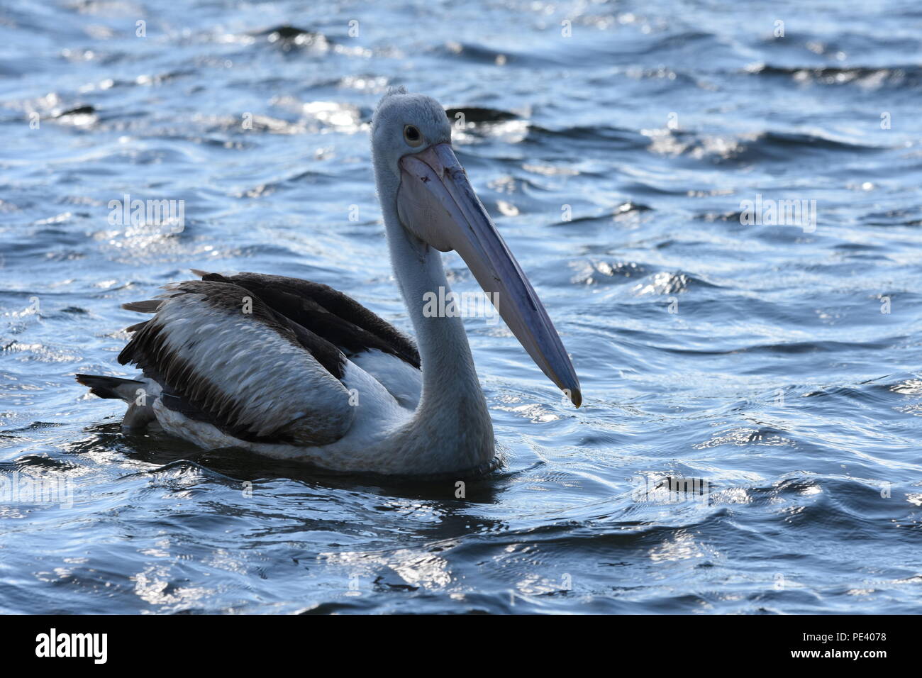Wildlife Natural clicks no edit Stock Photo - Alamy