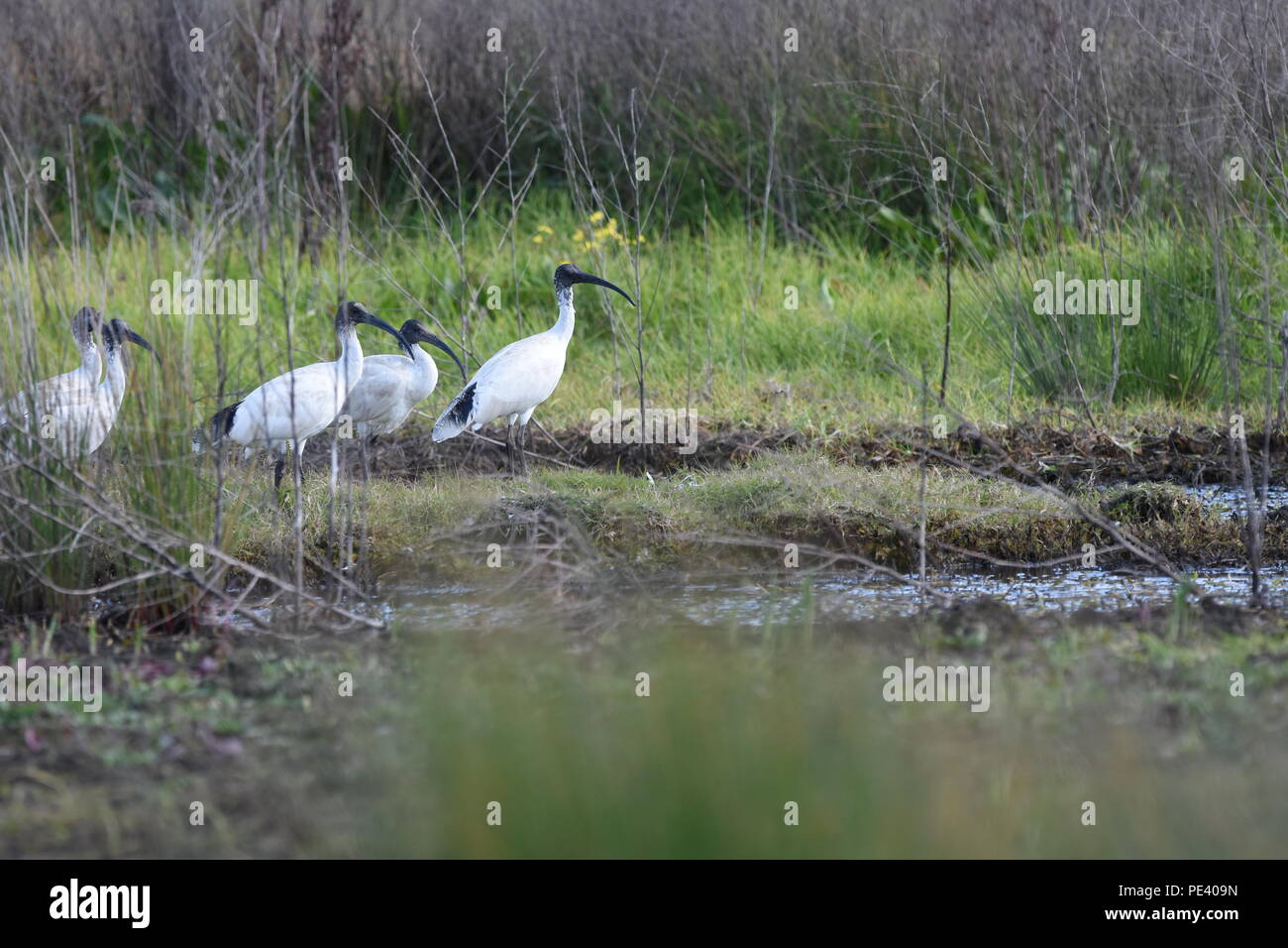 Birds are sining hi-res stock photography and images - Alamy