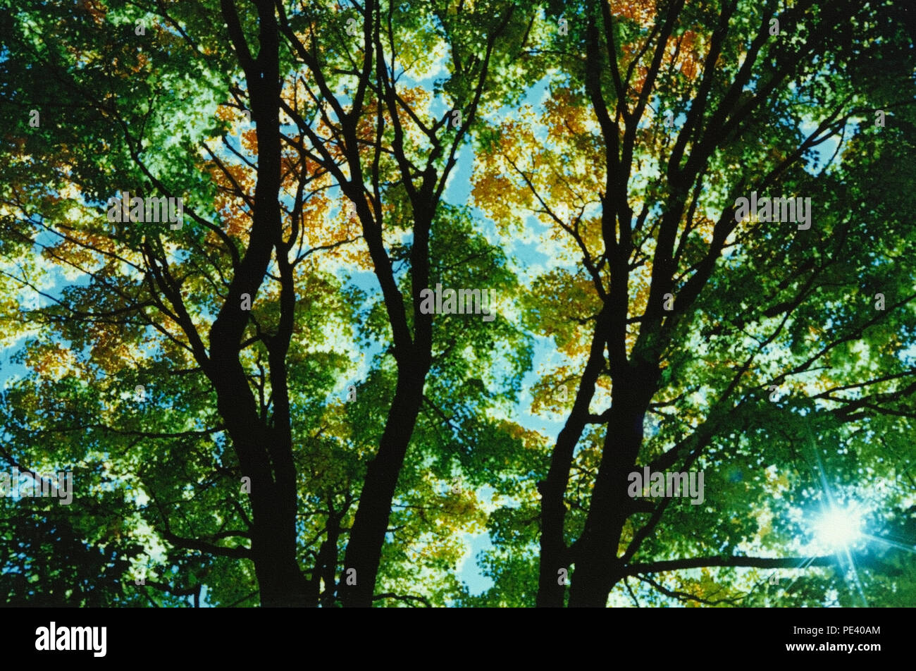 Autumn sun shining through the canopy of trees Stock Photo - Alamy