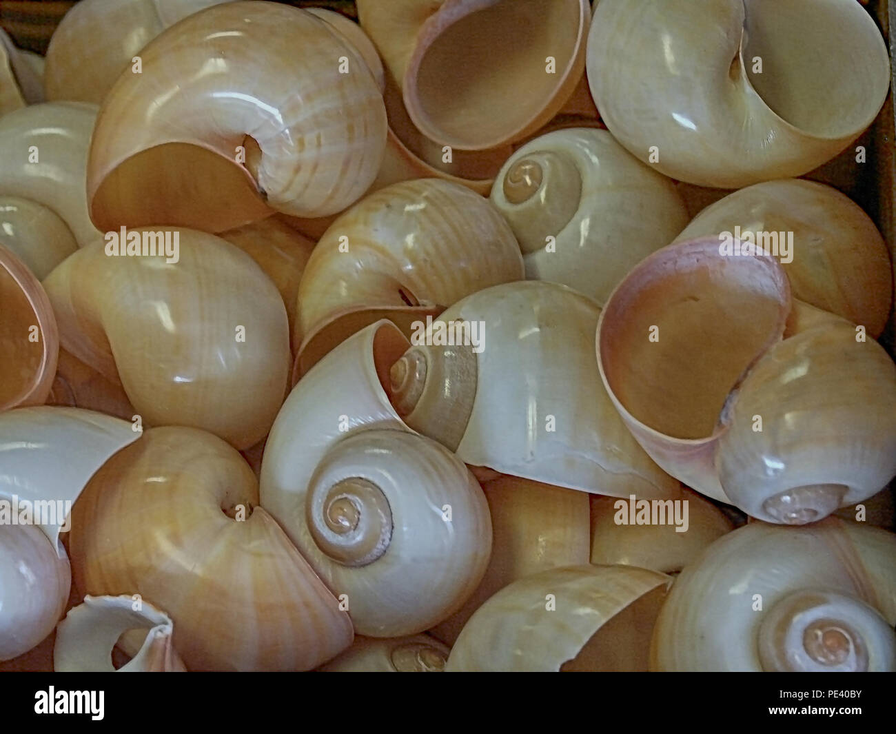Moon snail shells hi-res stock photography and images - Alamy