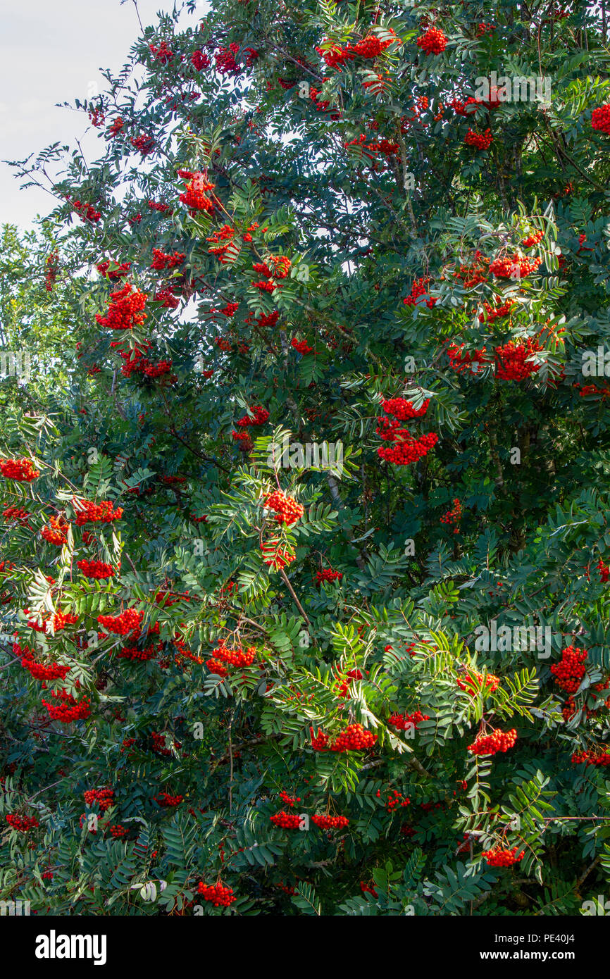 Rowan berry tree hi-res stock photography and images - Alamy