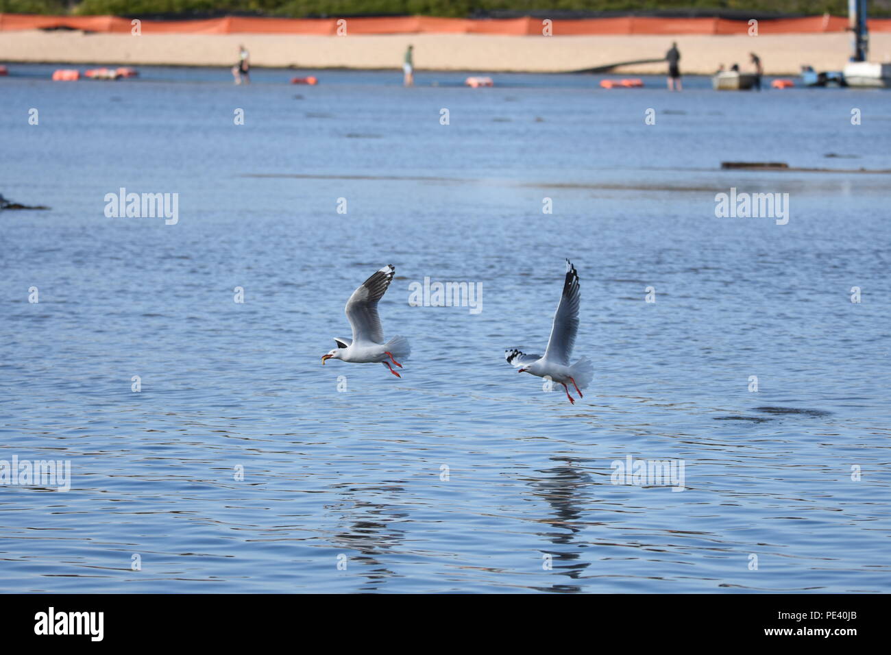 Birds are sining hi-res stock photography and images - Alamy