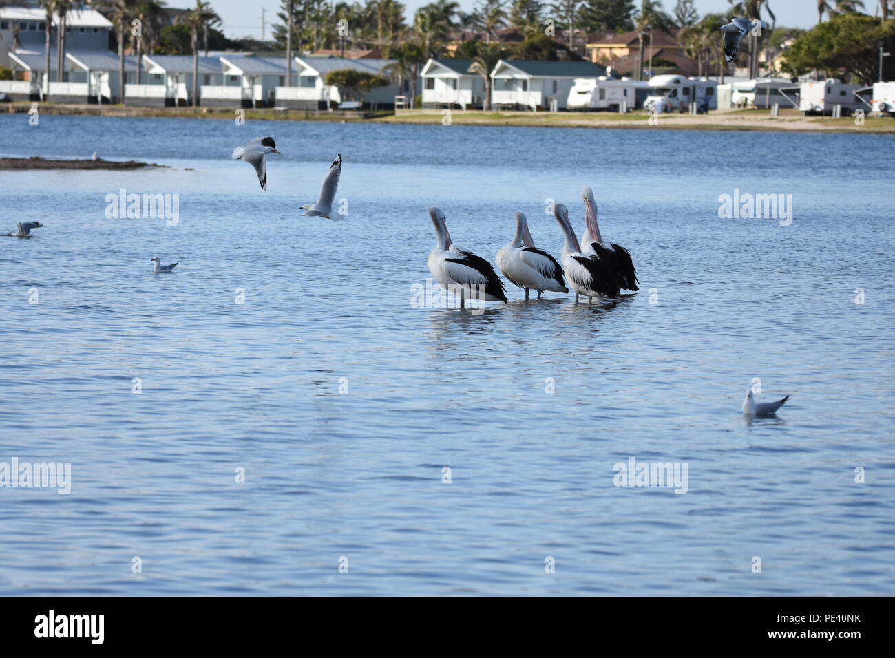 Birds are sining hi-res stock photography and images - Alamy