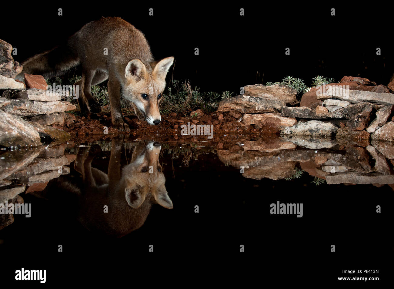 Fox, vulpes vulpes, drinking water with reflection Stock Photo - Alamy