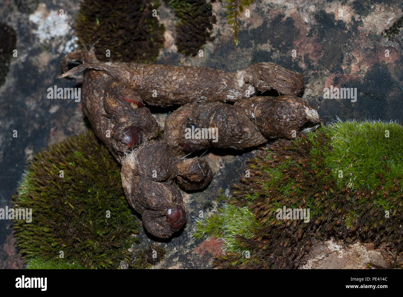 Fox, vulpes vulpes, excrement, traces and footprints Stock Photo - Alamy
