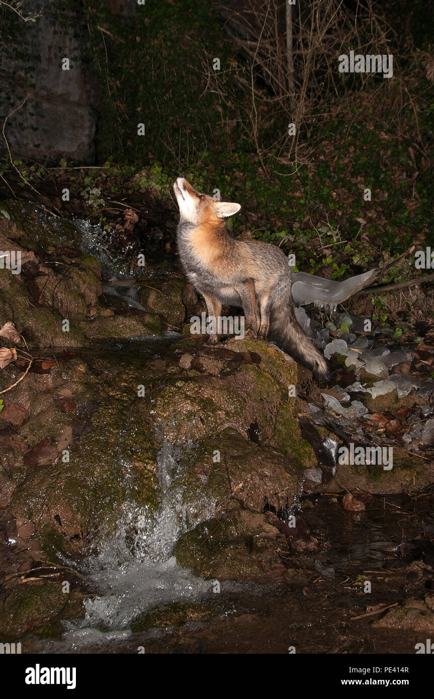 Fox, vulpes vulpes, in a waterfall with ice Stock Photo - Alamy