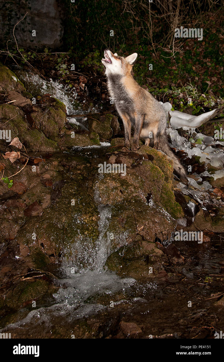 Fox, vulpes vulpes, in a waterfall with ice Stock Photo - Alamy