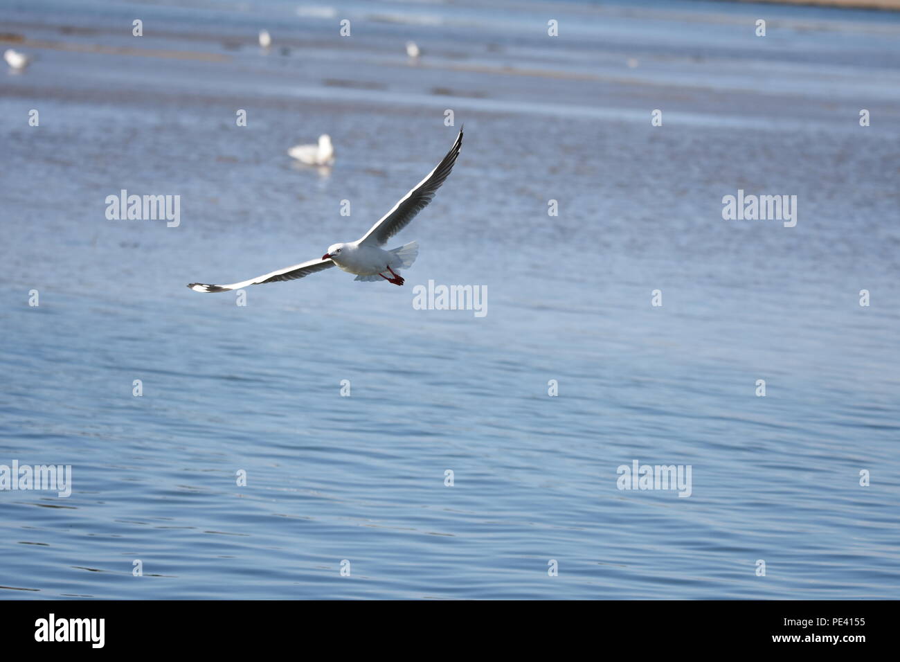 No edit hi-res stock photography and images - Alamy