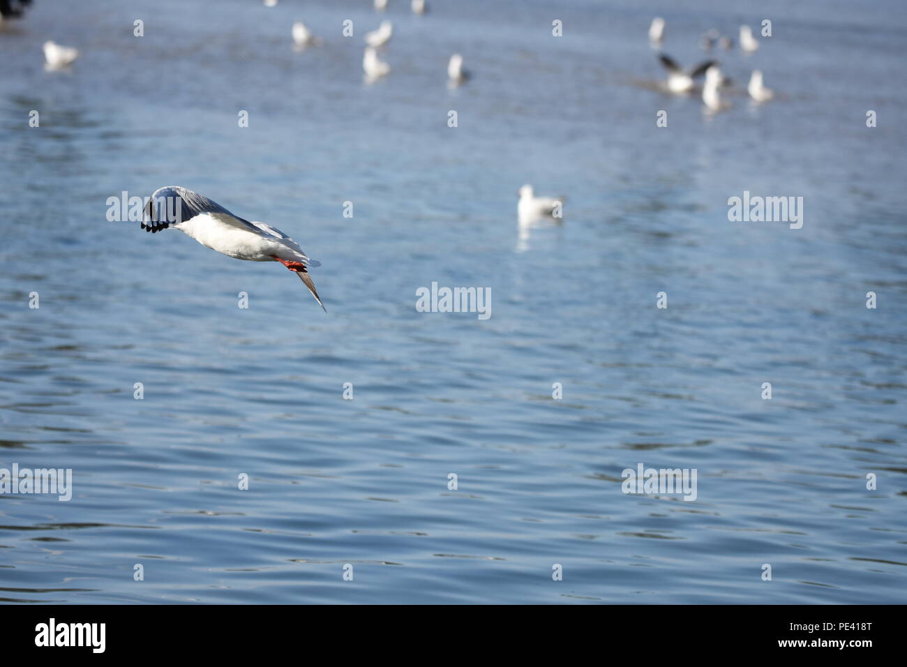 Wildlife Natural clicks no edit Stock Photo - Alamy