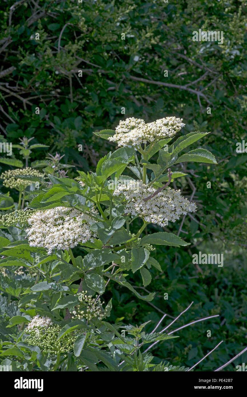 Common in hedgerows and wood edges, traditionally used to make a wine ...