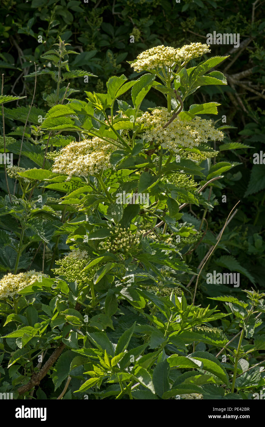 Common in hedgerows and wood edges, traditionally used to make a wine ...