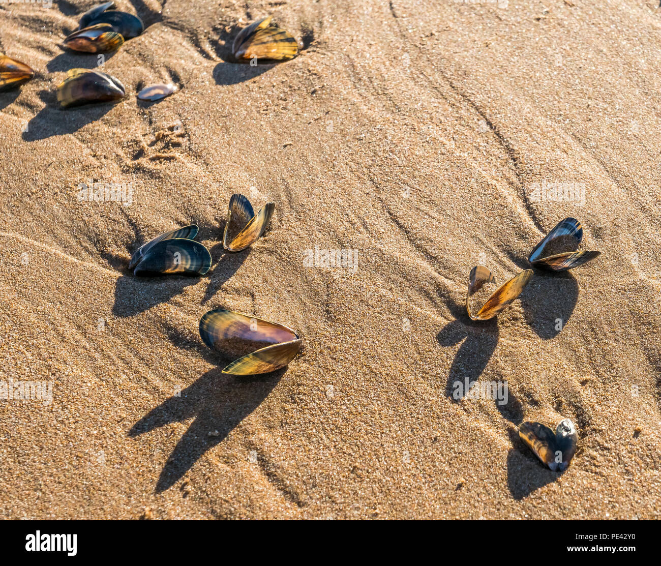 Mussel shells lying on Balmedie beach Stock Photo - Alamy
