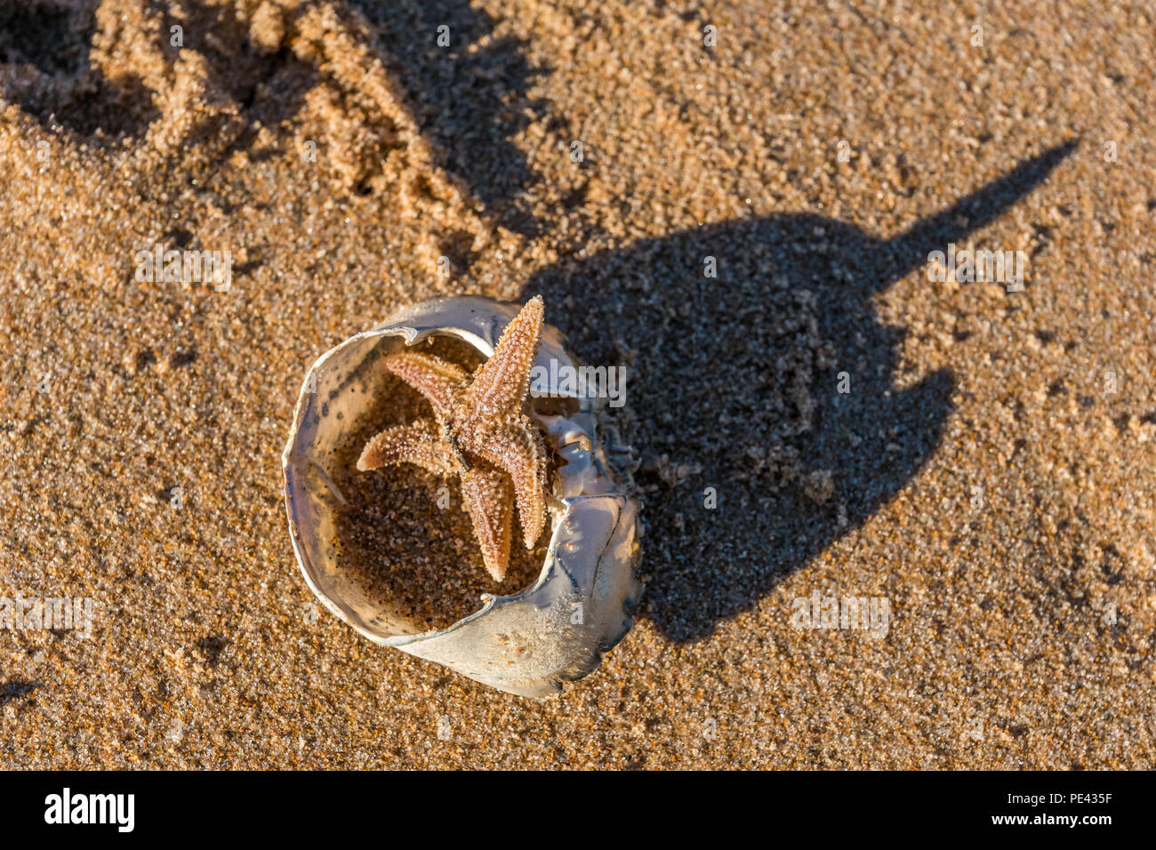 Sea shells starfish crab on beach hi-res stock photography and images ...