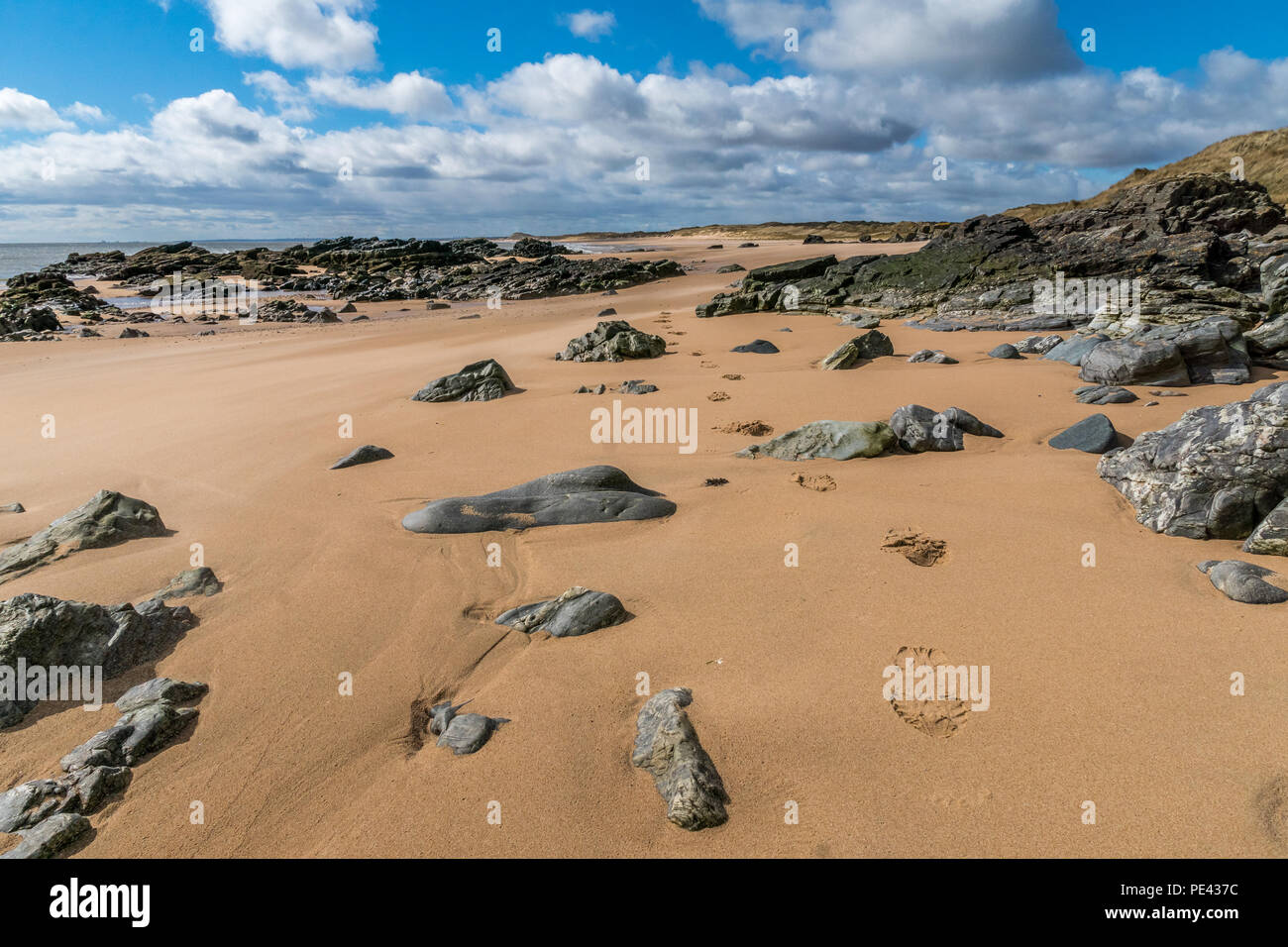 Forvie reserve hi-res stock photography and images - Alamy