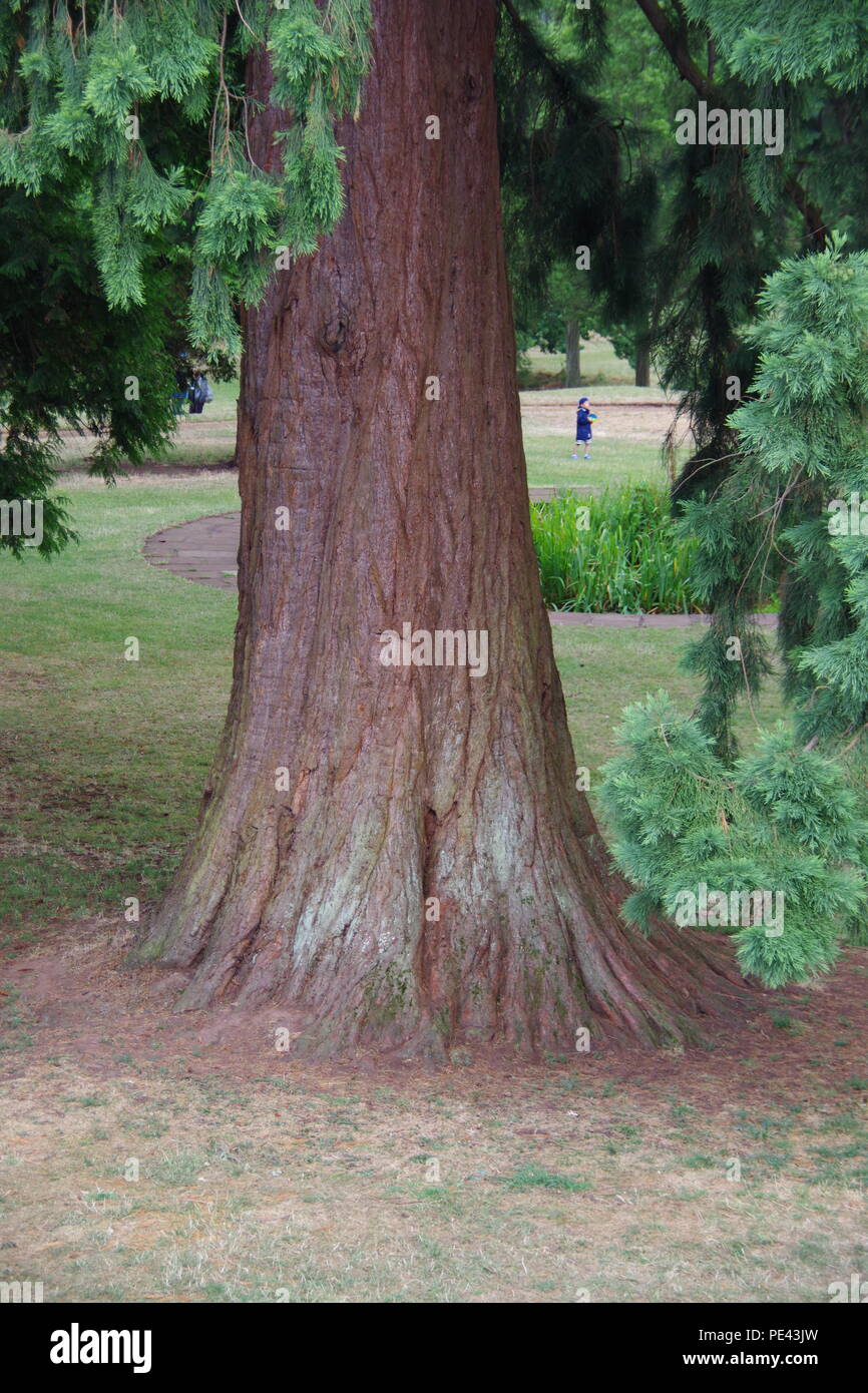 Trunk of a Giant sequoia Redwood Tree, (Sequoiadendron giganteum ...