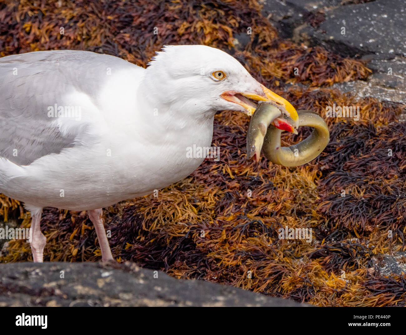 Rock eel hi-res stock photography and images - Alamy