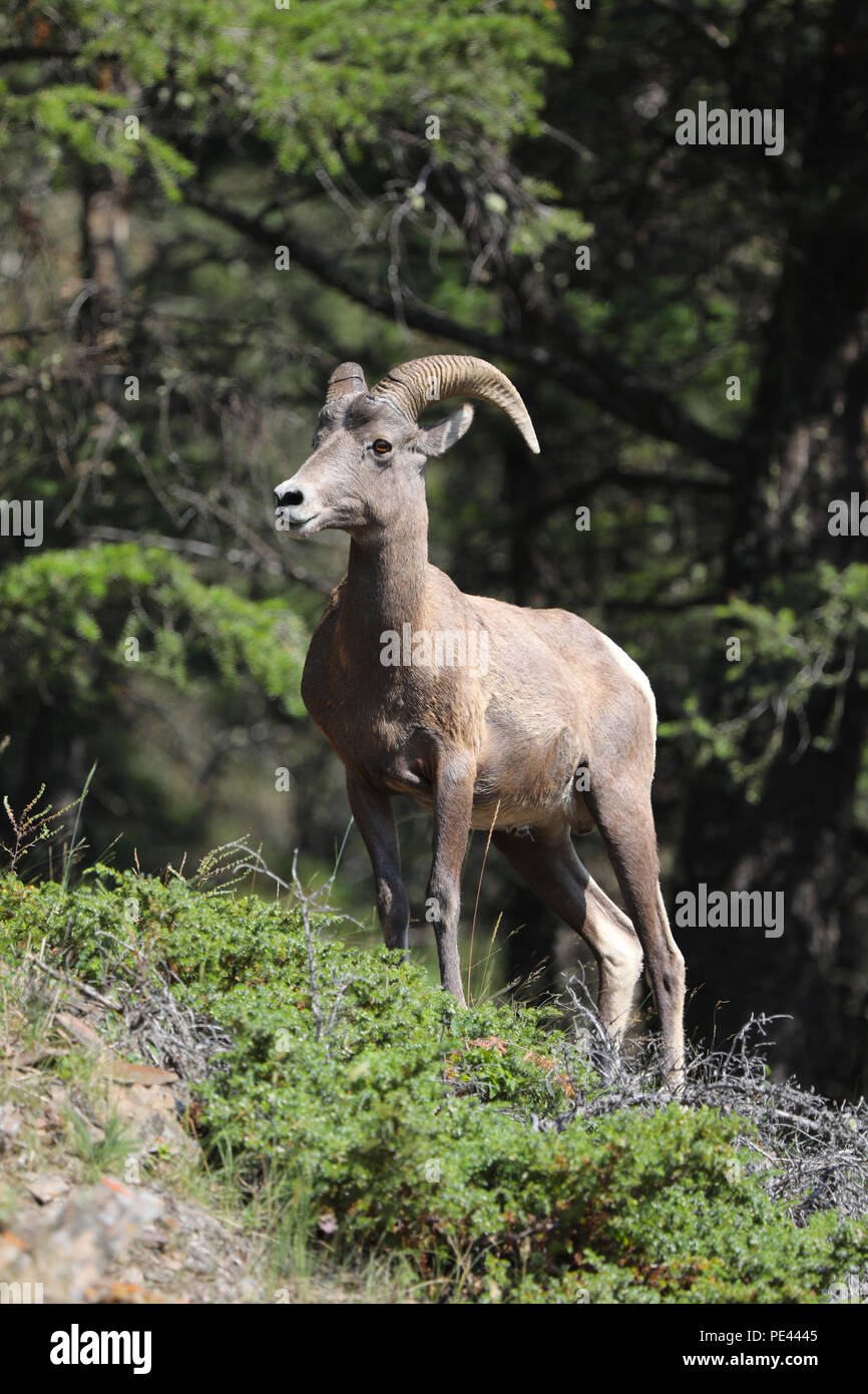 Female big hi-res stock photography and images - Alamy
