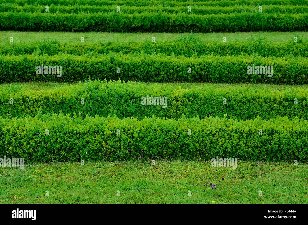 Part of Beautiful Green plant garden in parallel line order, Landscaped ...