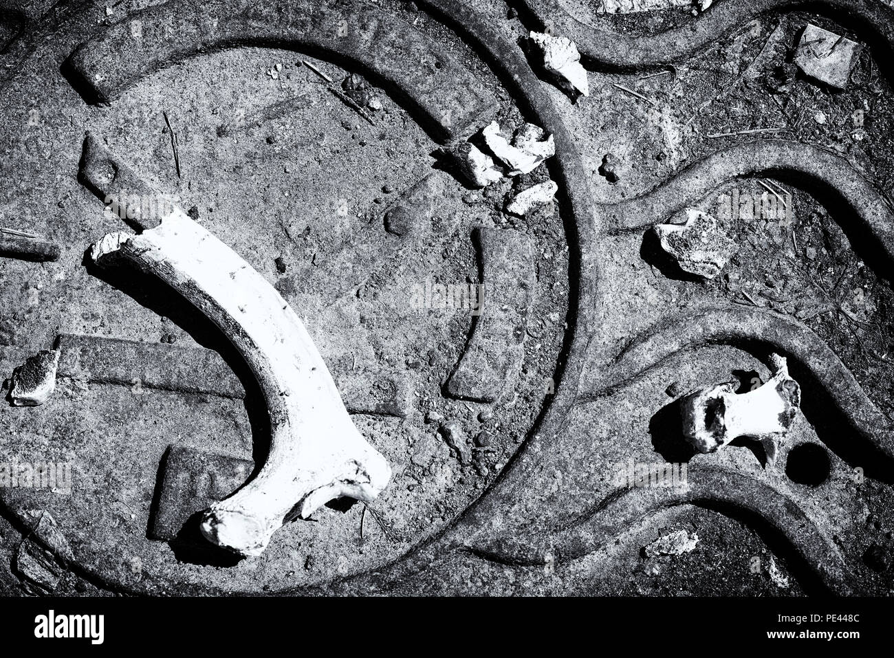 Bleached bone hi-res stock photography and images - Alamy