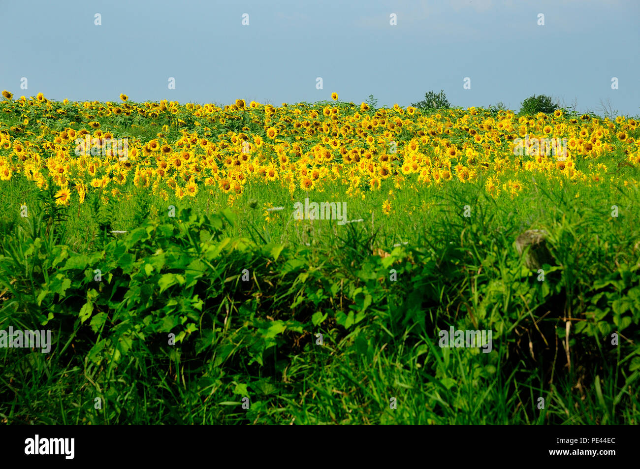 Country field of Sunflowers blooming Stock Photo - Alamy