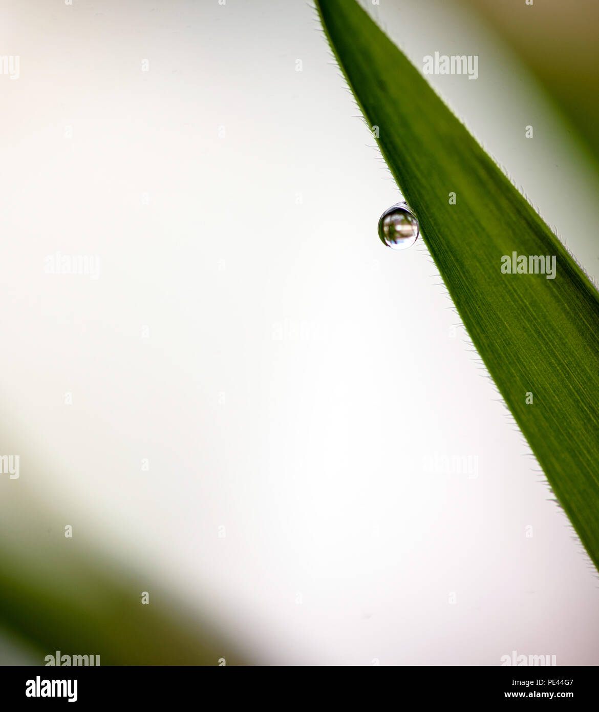 Single rain water dropet hanging on a green leaf with a white sky ...